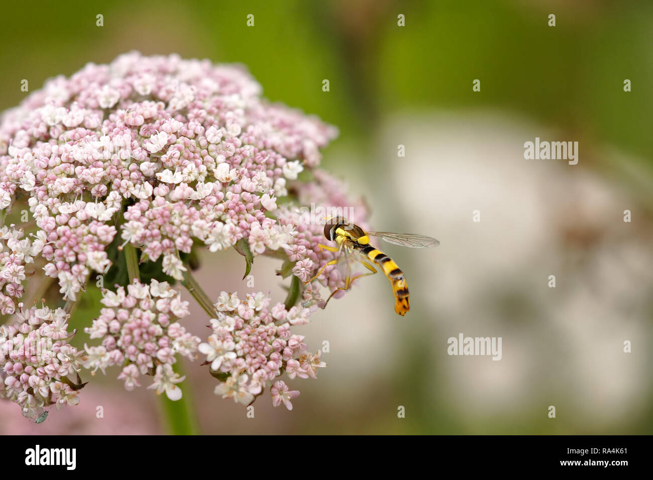 Colorful fly sucking pollen from a white wild flower from a northern ...