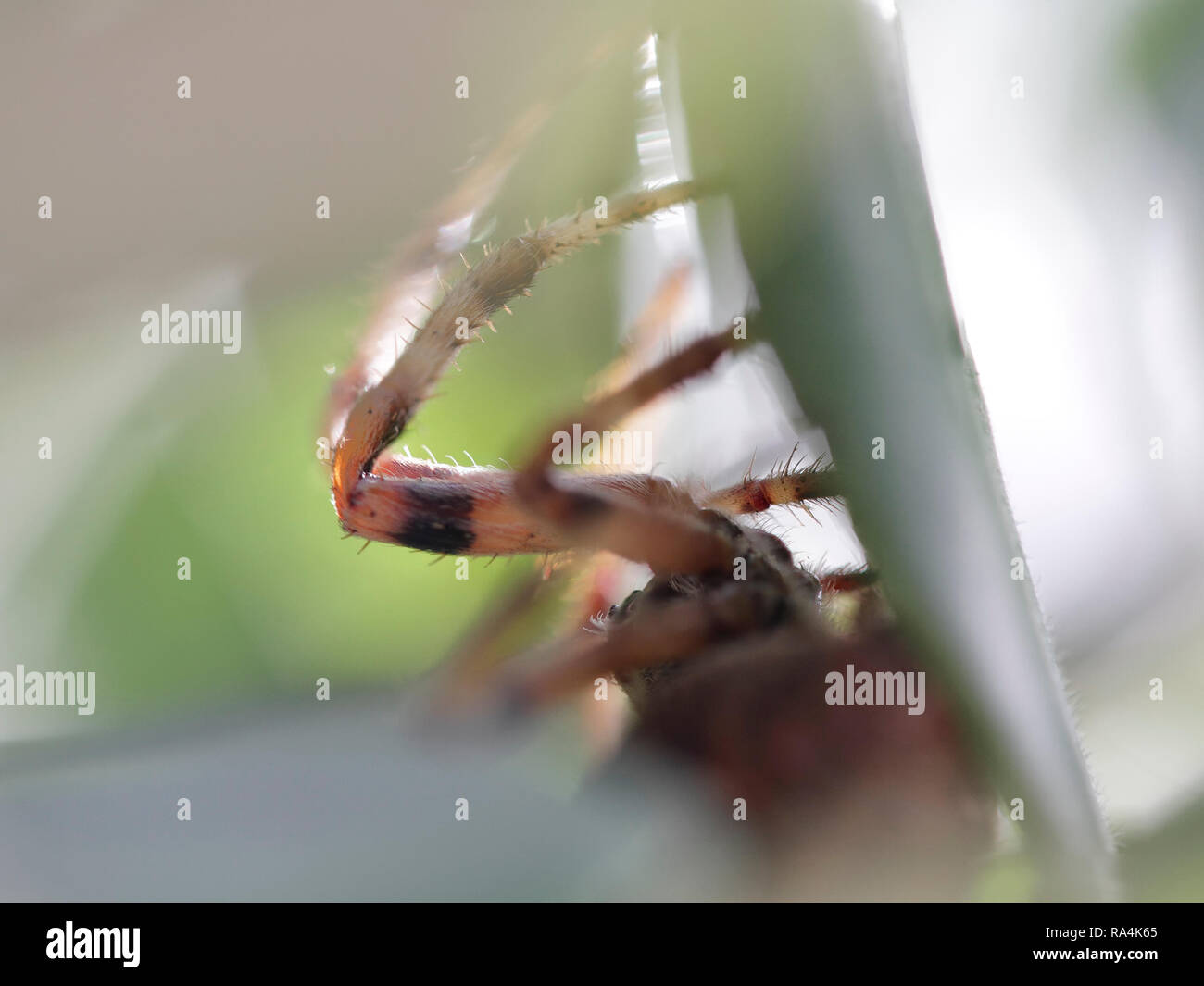 Hidden spider macro. Northern portuguese meadows in an early autumn day ...