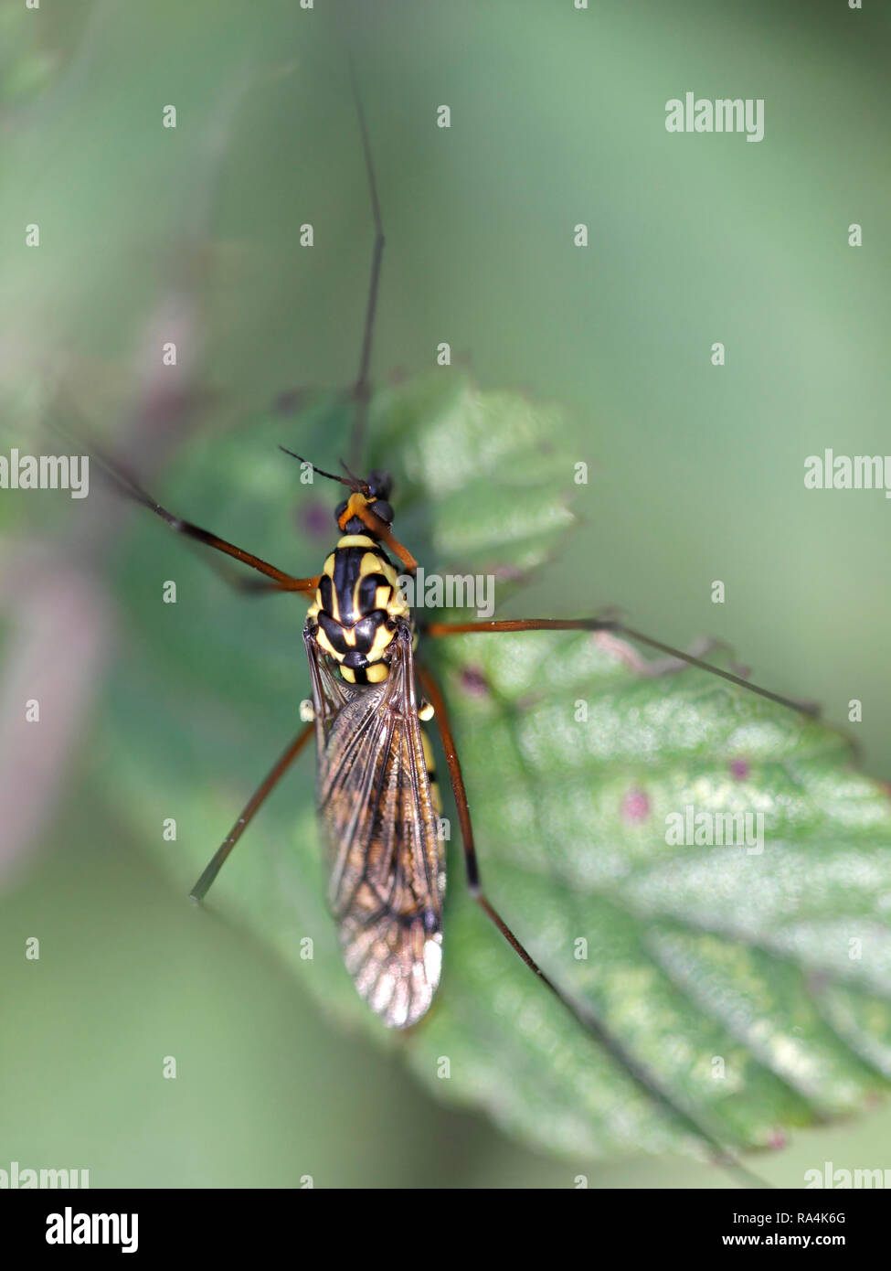 Small colorful mosquito. Northern portuguese meadows. Early autumn ...