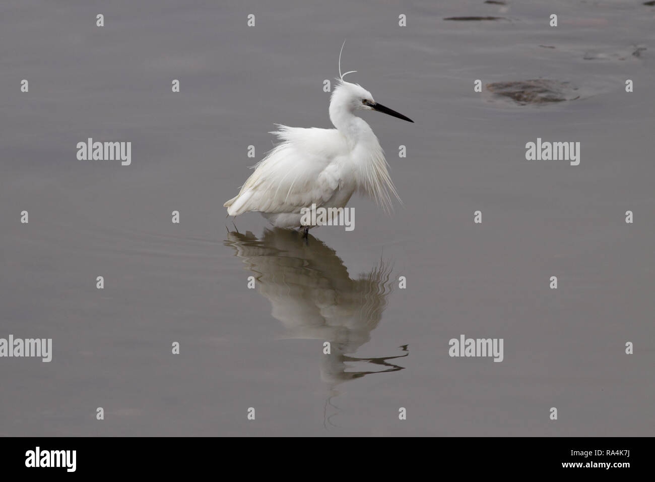Detailed image of a white egret in the border of river Douro Stock ...