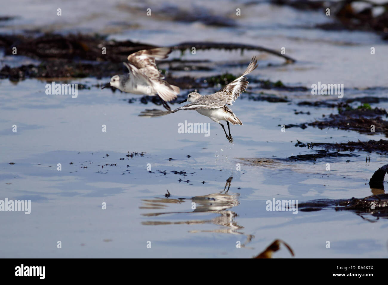 Little shorebirds - sea birds, sanderlings - flying in a rocky seaside ...