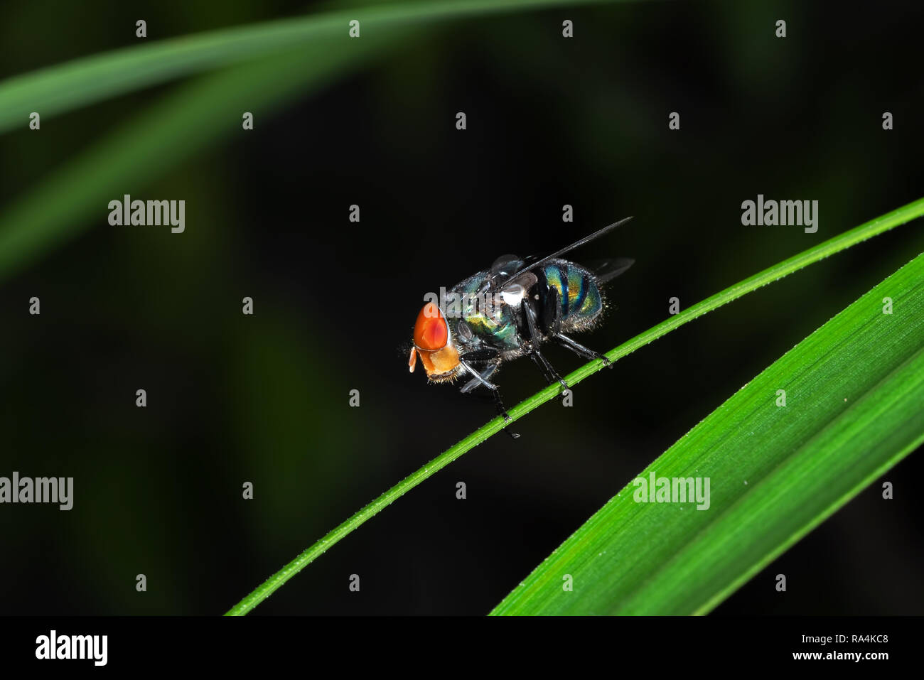 Macro Photography of Blow Fly on Green Leaf Isolated on Background ...