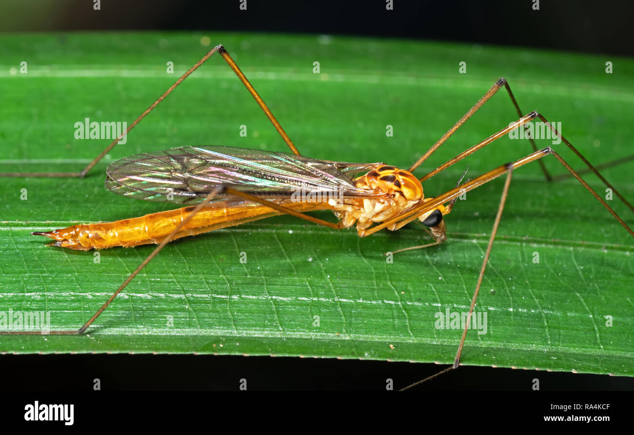 Macro Photography of Orange Crane Fly on Green Leaf Stock Photo - Alamy