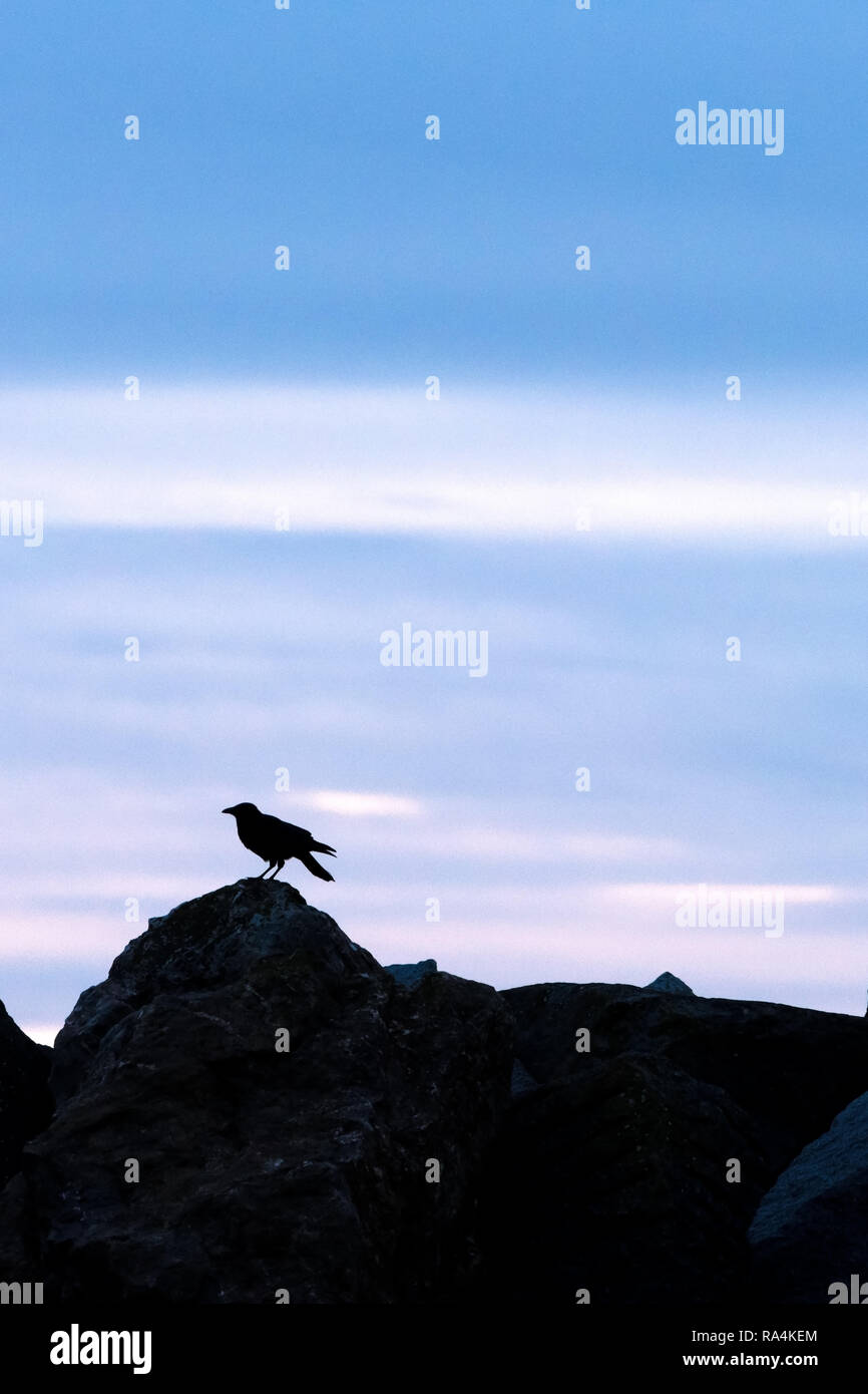 Raven walks on the rocks Stock Photo - Alamy