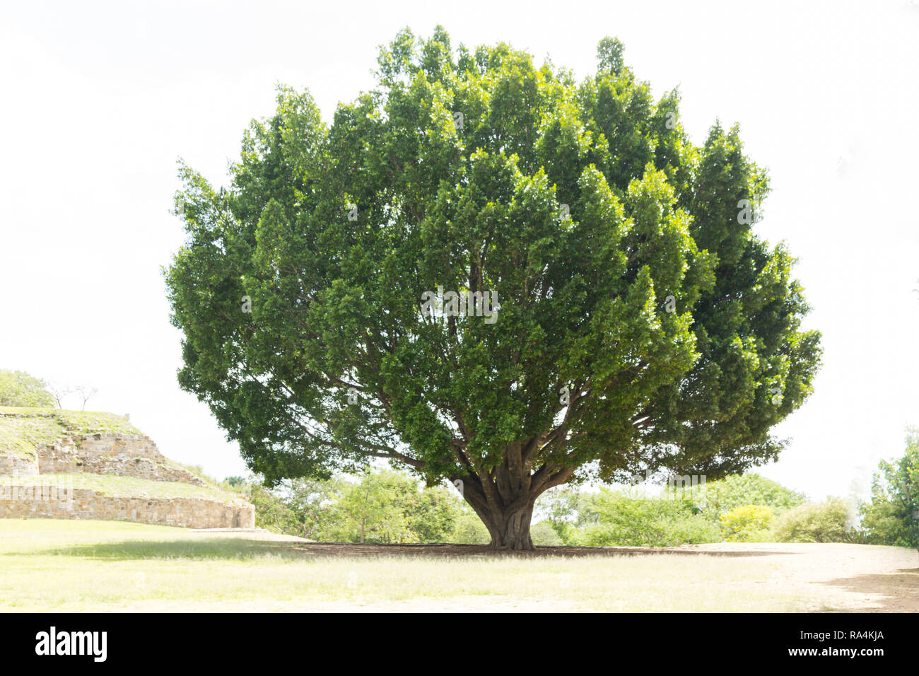 Photograph of a tree on natural environment Stock Photo - Alamy