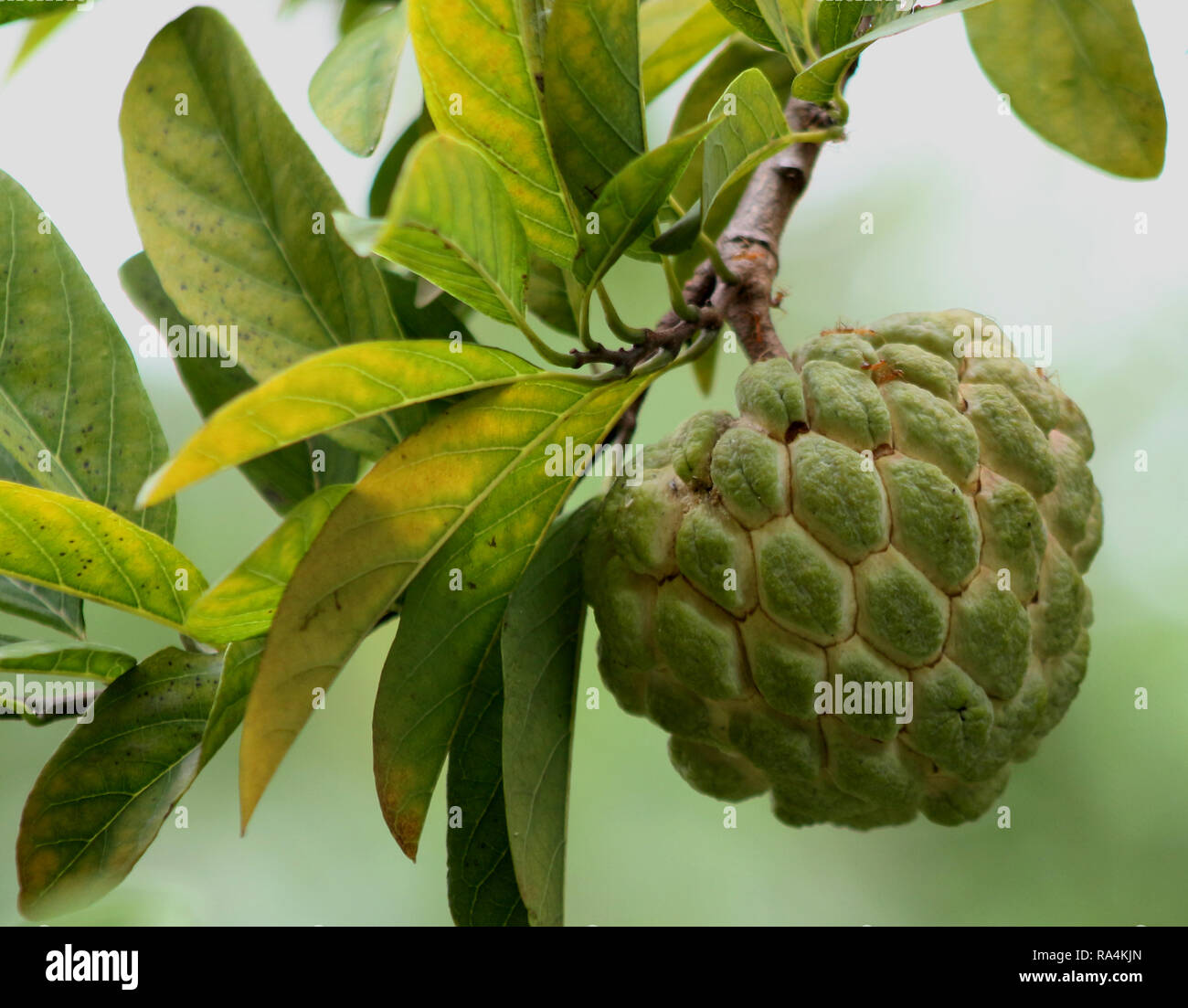 Asia custard apple tree hi-res stock photography and images - Alamy