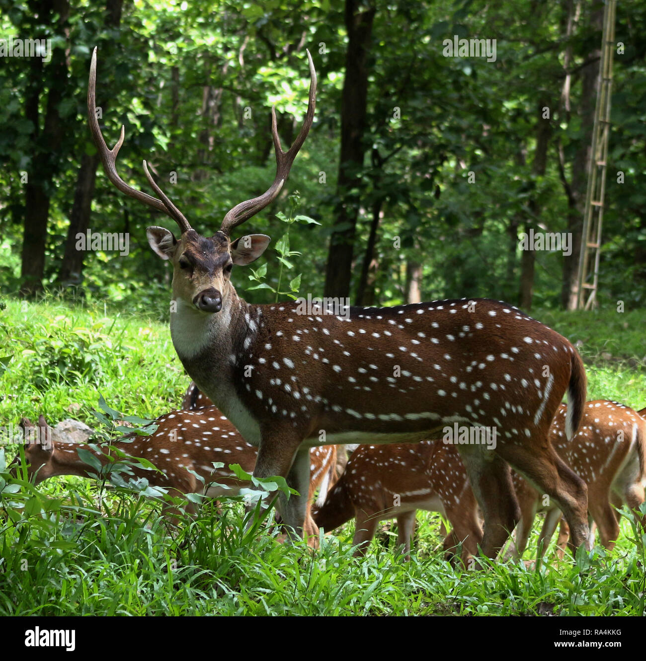 deer in the forest Stock Photo - Alamy