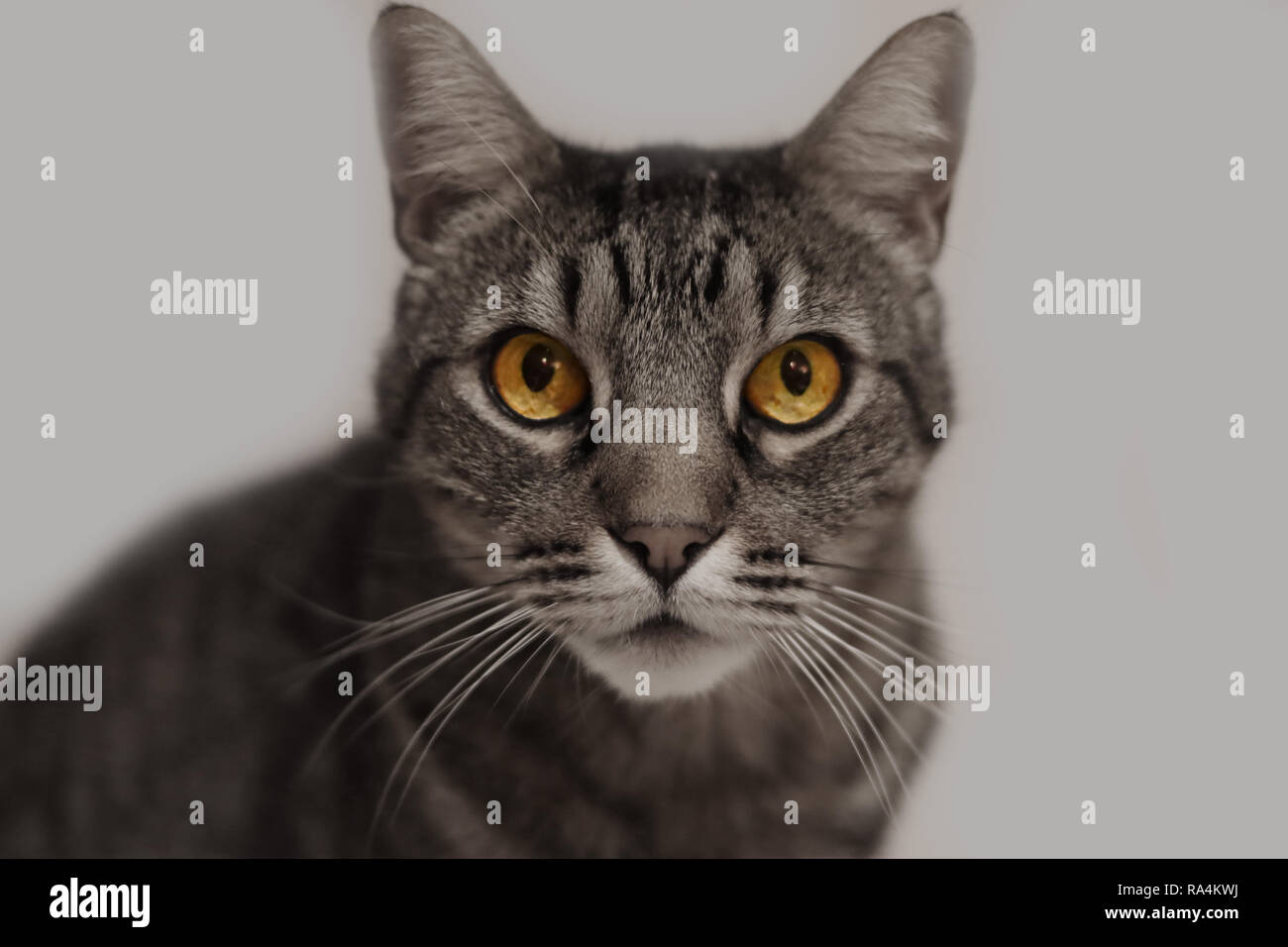 Feline mascot hi-res stock photography and images - Alamy