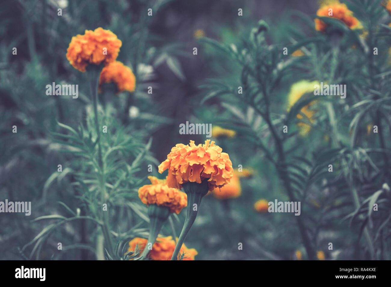 Cempasuchil flowers hi-res stock photography and images - Alamy