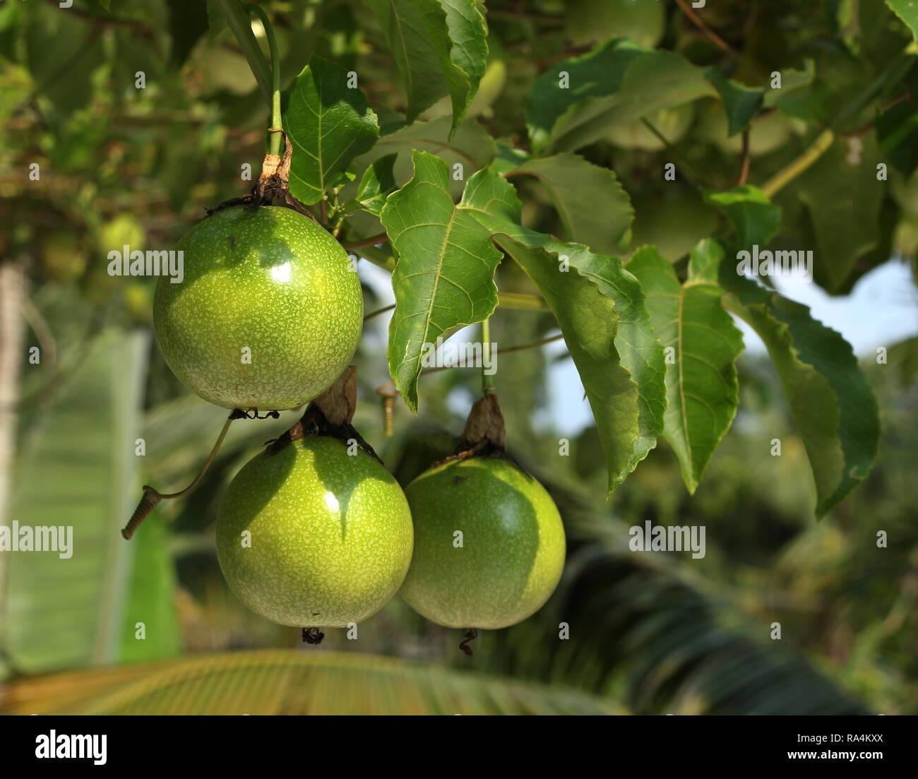 Passionfruit growing hi-res stock photography and images - Alamy