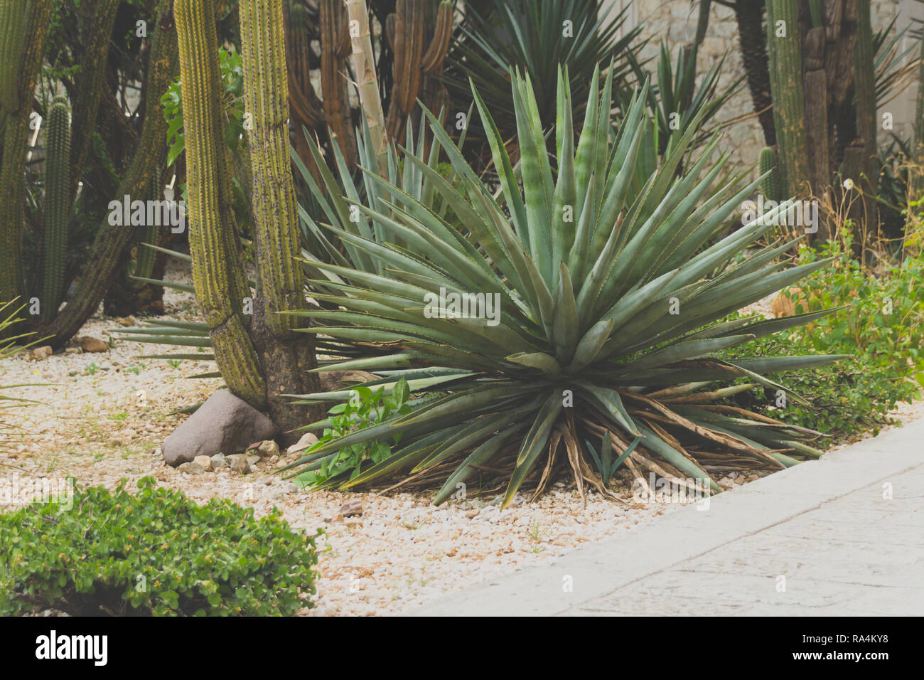 Detail of some maguey plants Stock Photo - Alamy