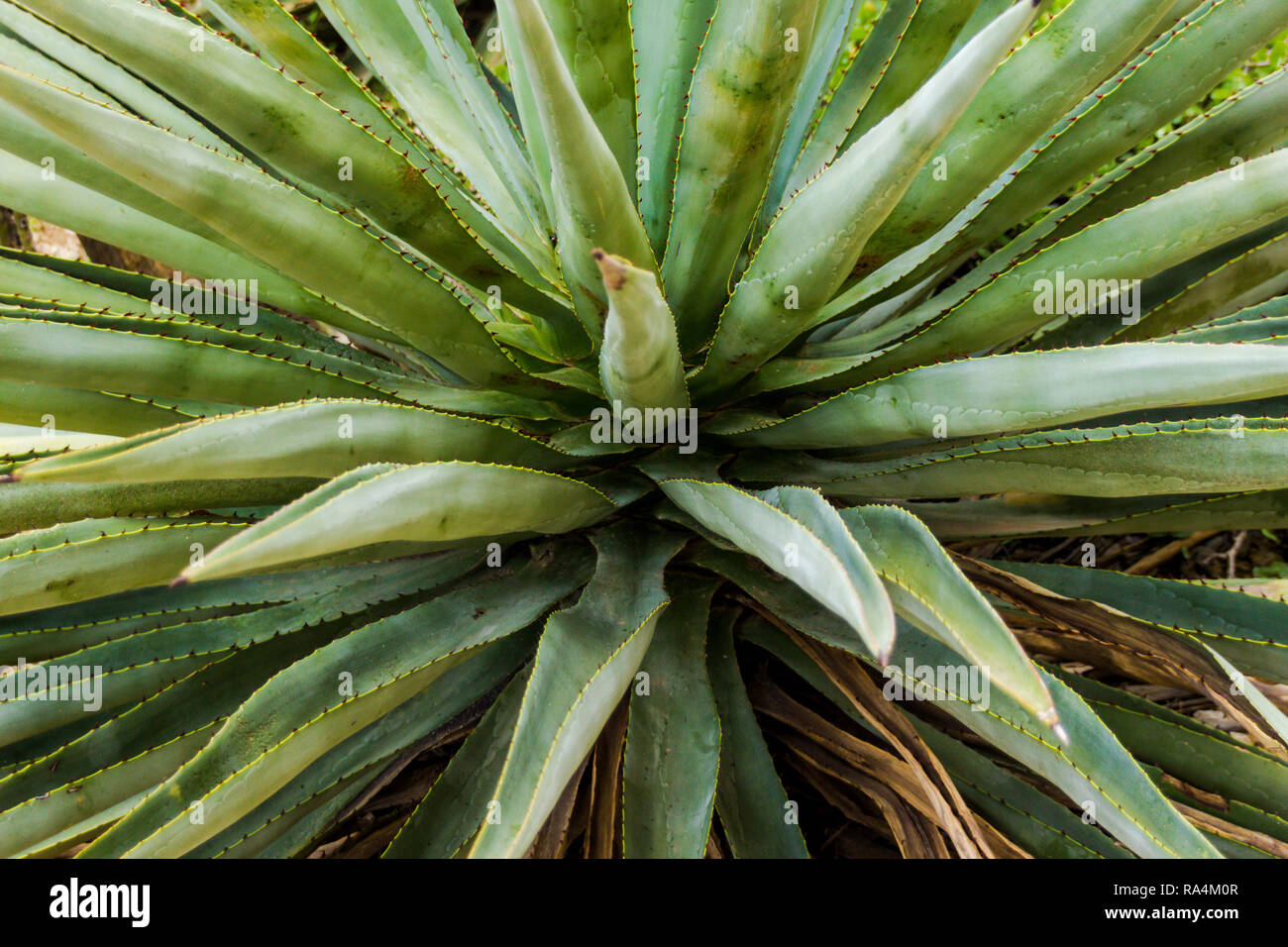 Detail of some maguey plants Stock Photo - Alamy