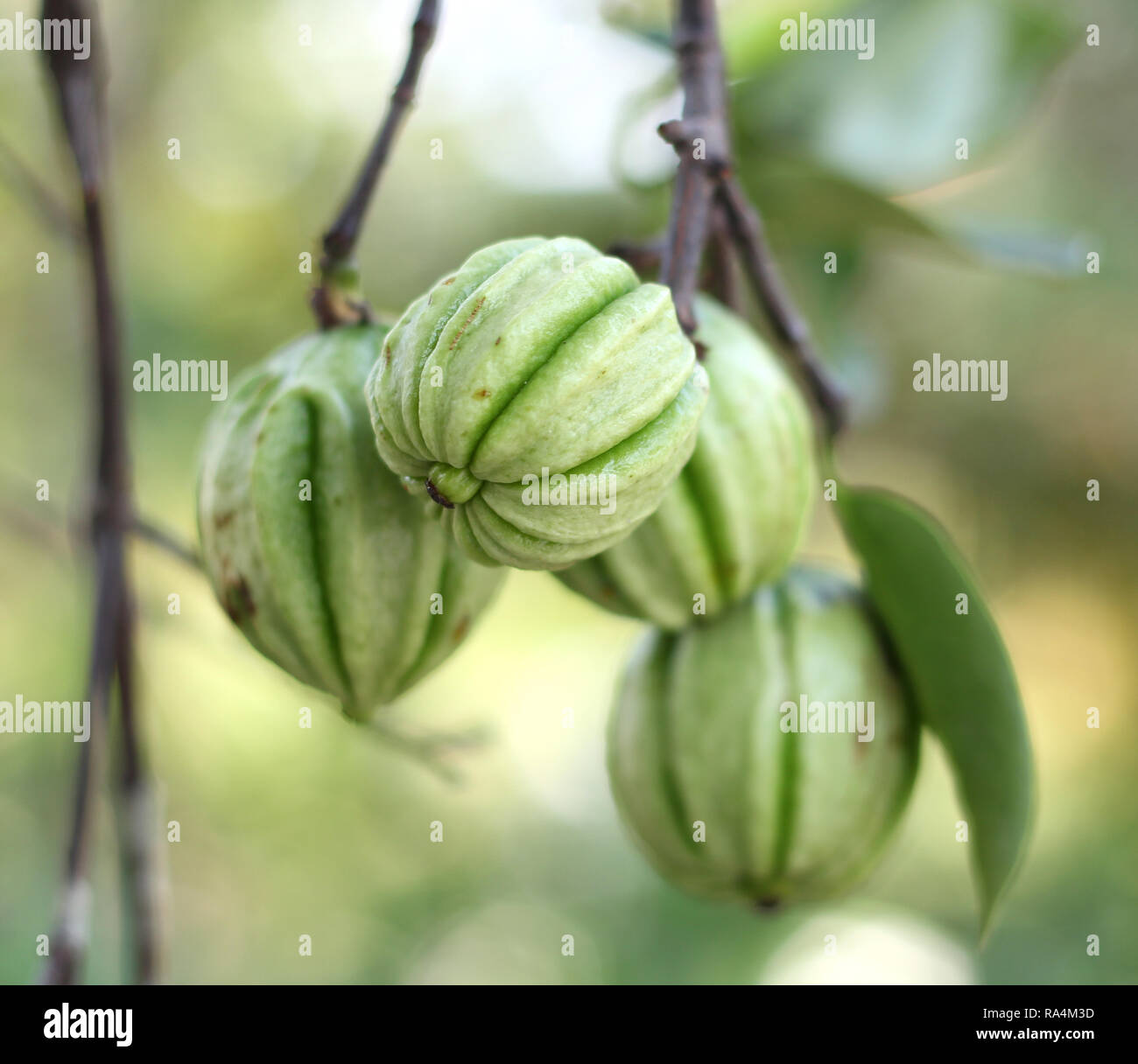 Garcinia cambogia also know pot tamarind Stock Photo - Alamy