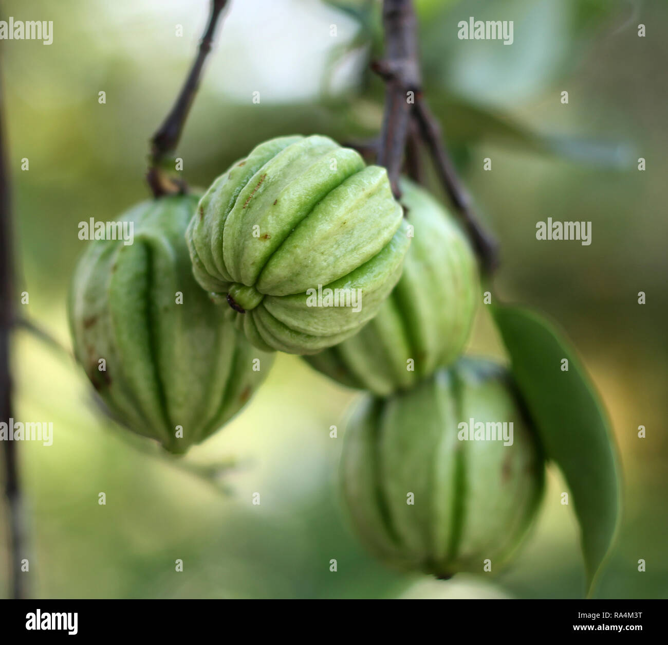 Garcinia cambogia also know pot tamarind Stock Photo - Alamy