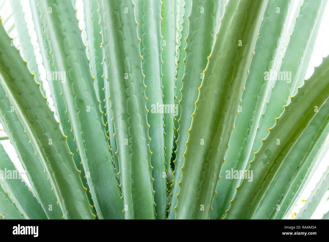 Detail of some maguey plants Stock Photo - Alamy
