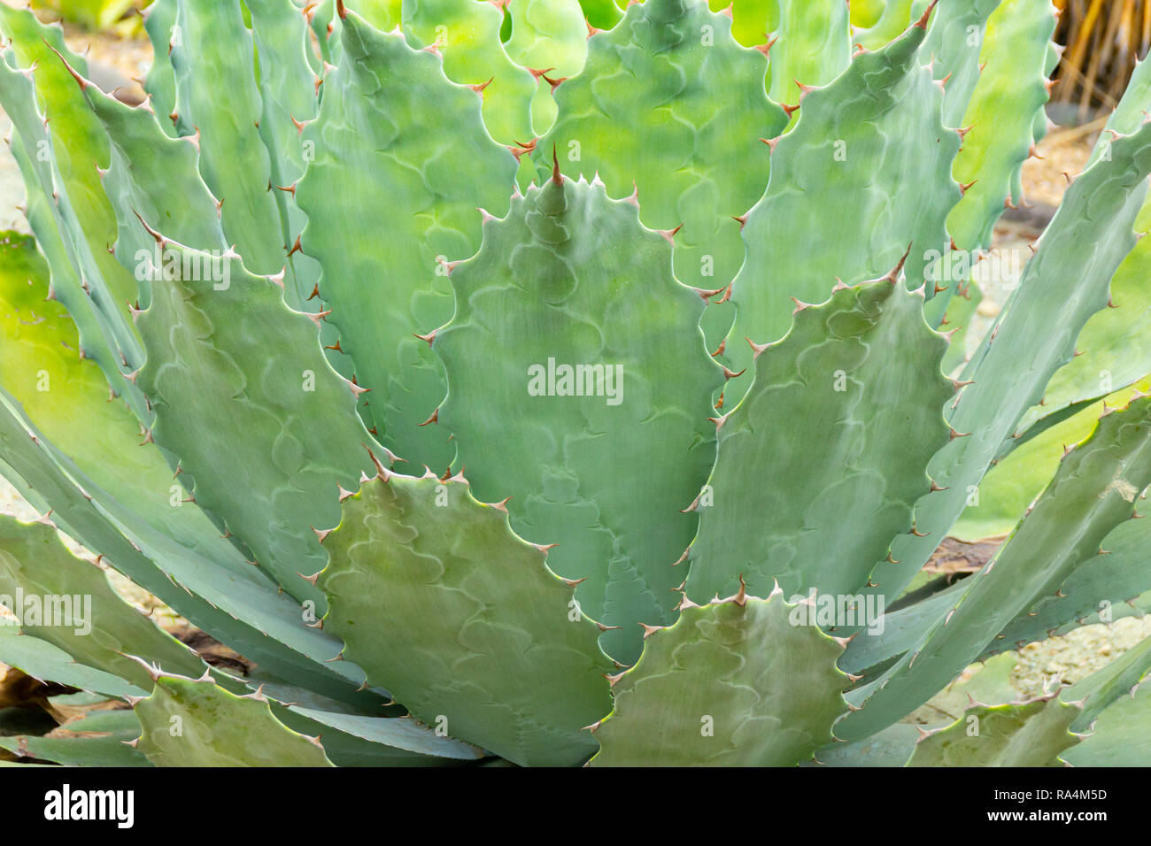 Detail of some maguey plants Stock Photo - Alamy