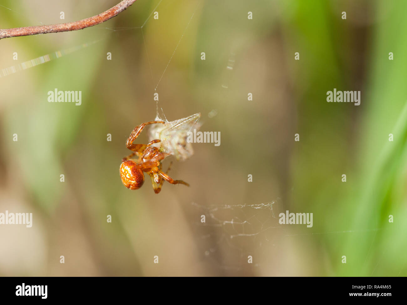 Strawberry wheel weaving spider Stock Photo - Alamy