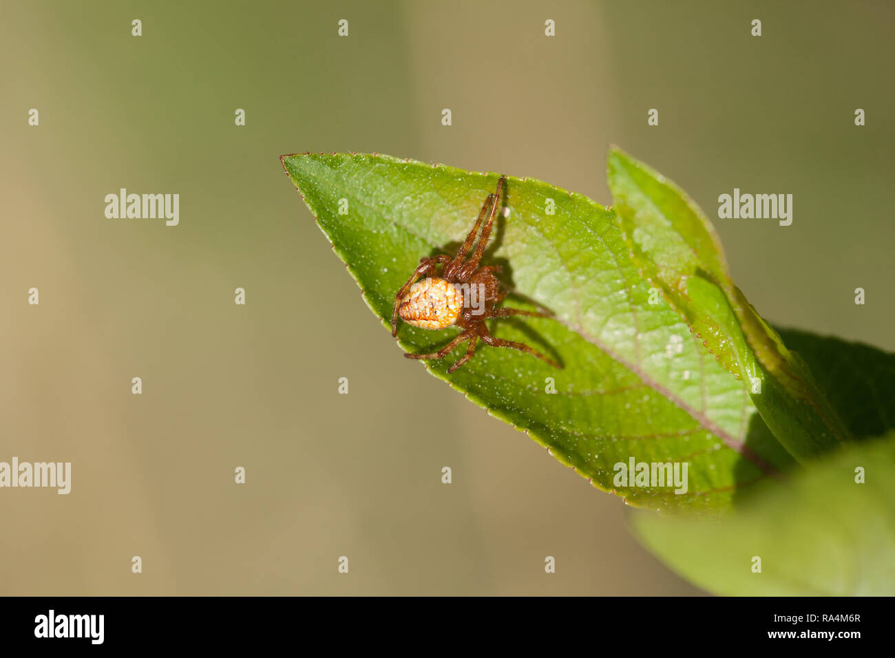 Strawberry wheel weaving spider Stock Photo - Alamy