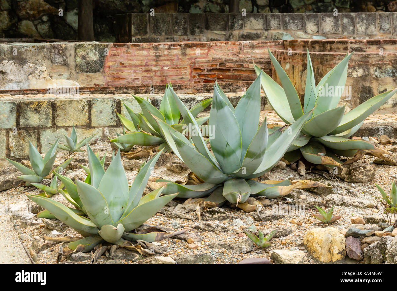 Detail of some maguey plants Stock Photo - Alamy