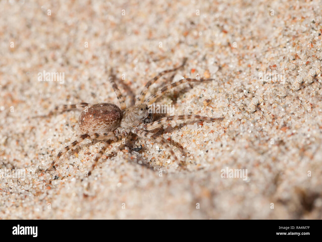Northern bear spider Stock Photo - Alamy