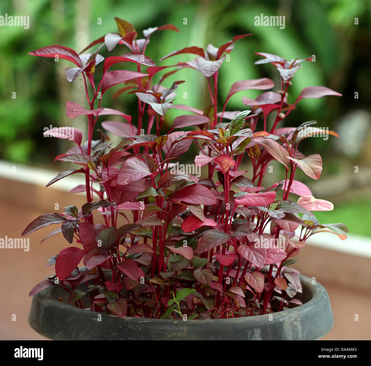 Red spinach hi-res stock photography and images - Alamy