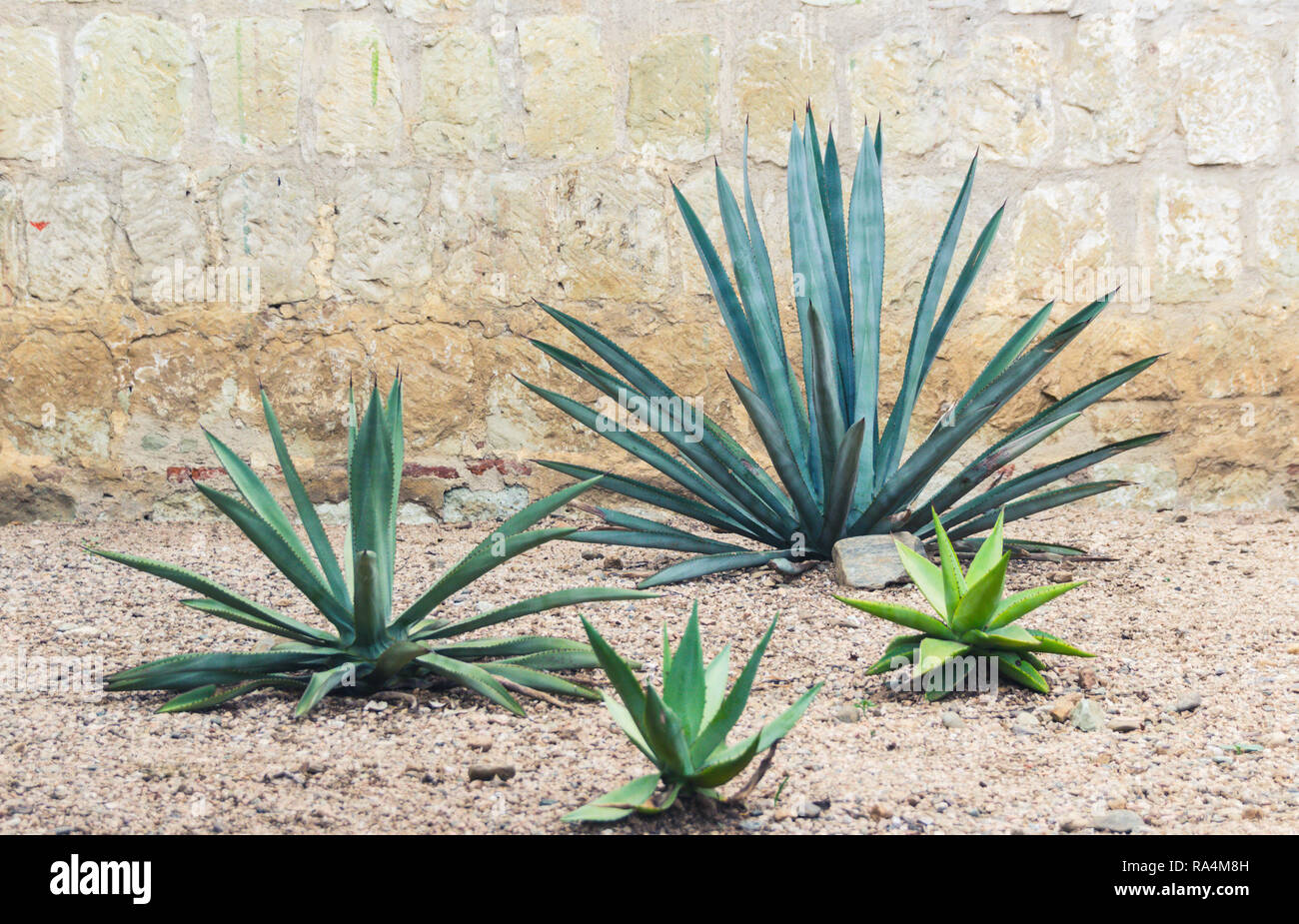 Detail of some maguey plants Stock Photo - Alamy