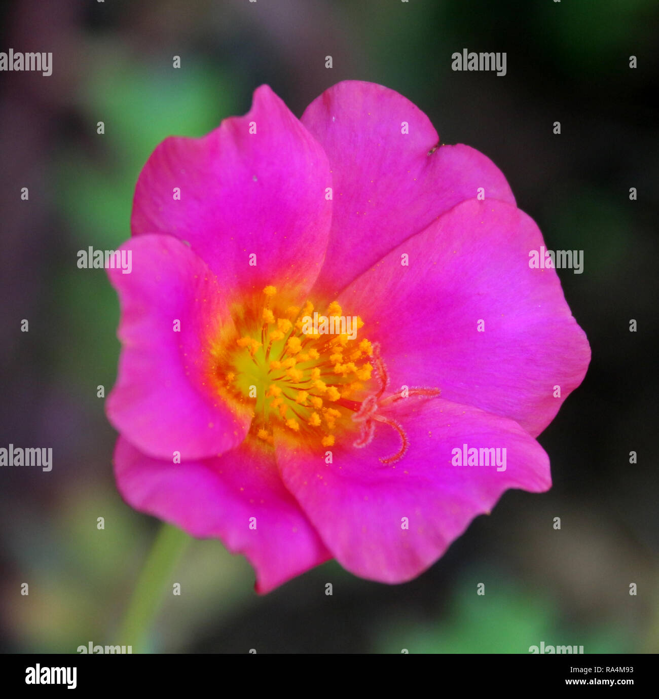 Mexican primrose flower hi-res stock photography and images - Alamy