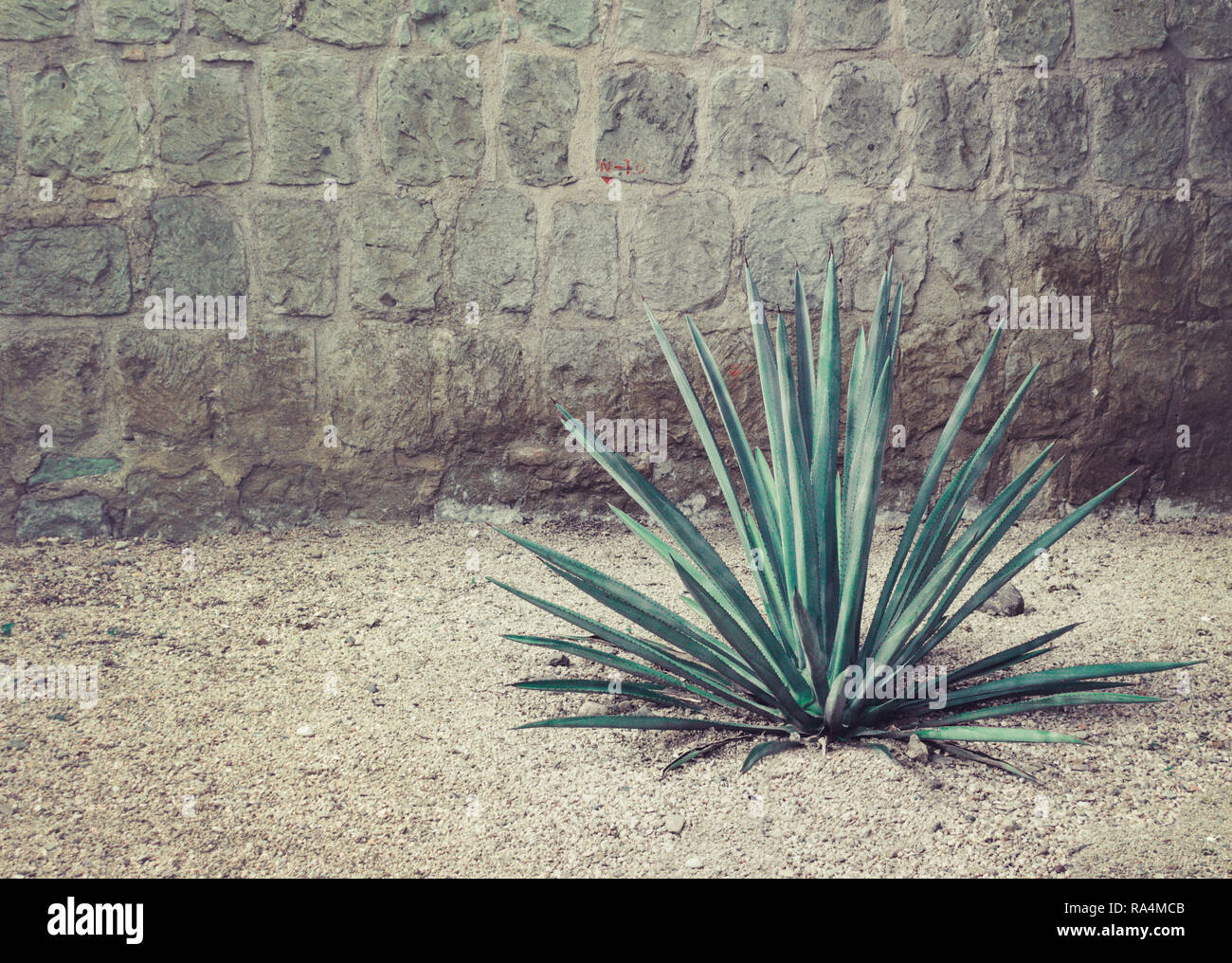 Detail of some maguey plants Stock Photo - Alamy
