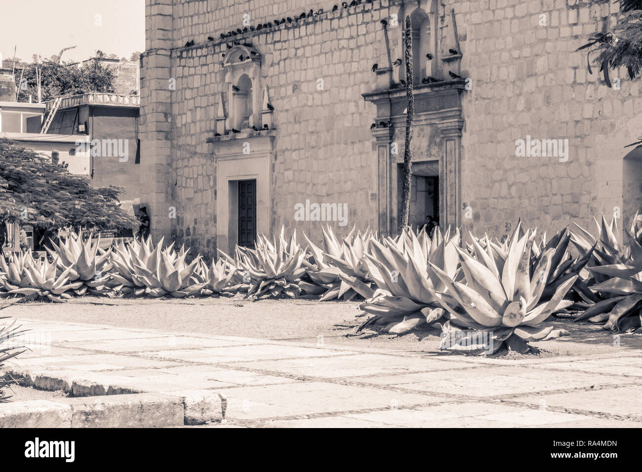 Maguey plants hi-res stock photography and images - Alamy