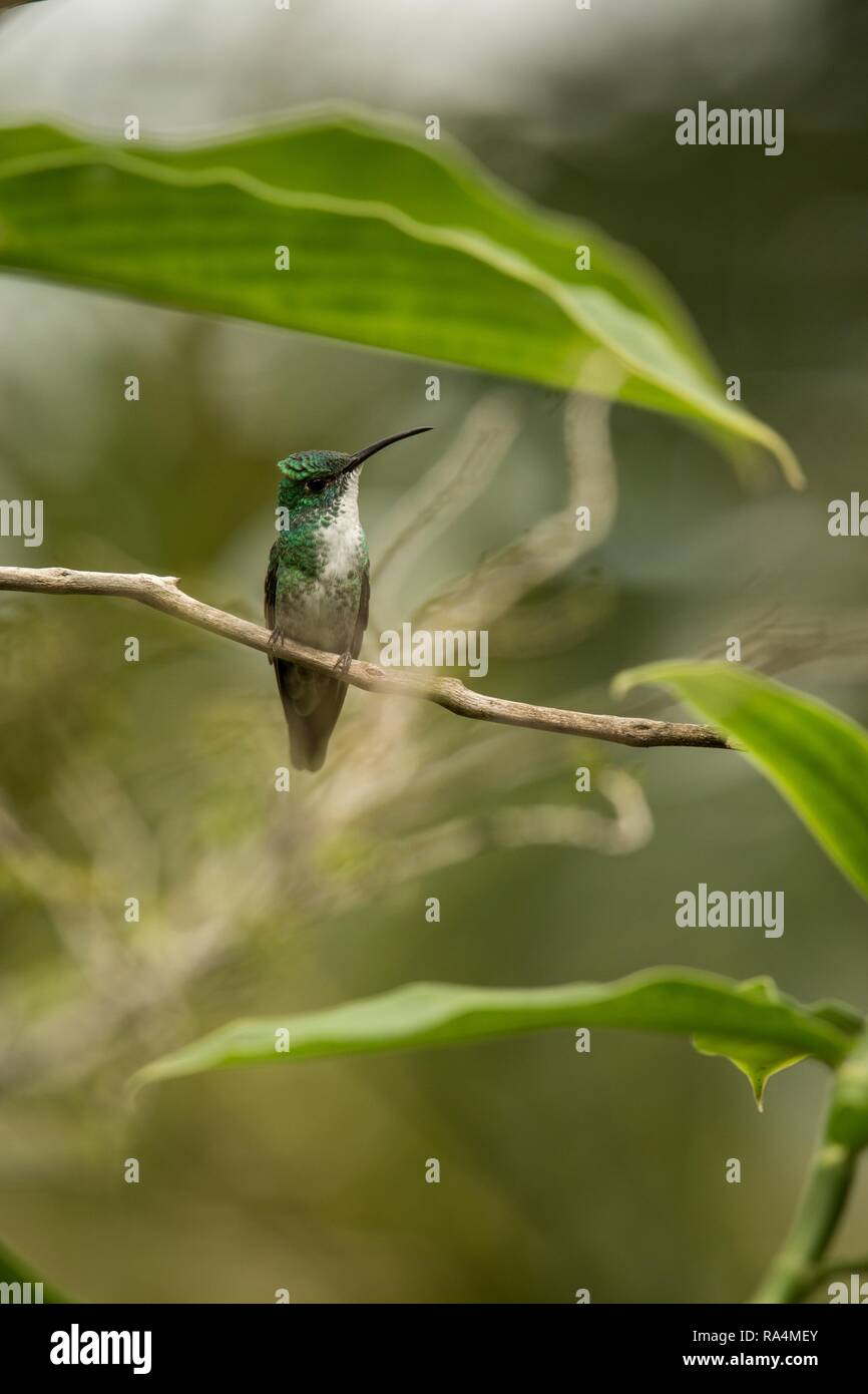 White-chested Emerald sitting on branch in garden, bird from caribean ...