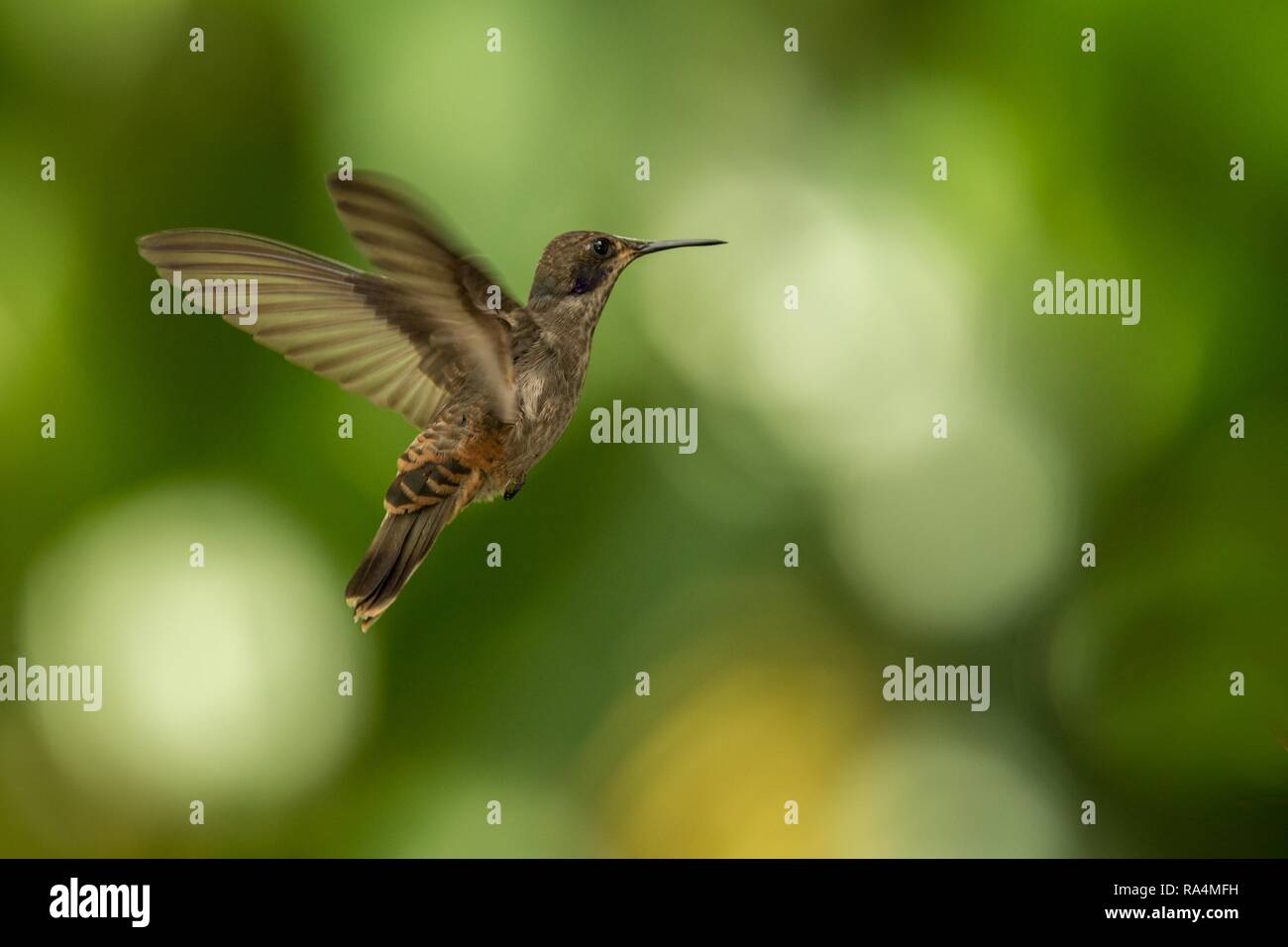 Brown violetear (Colibri delphinae) hovering in the air, caribean ...