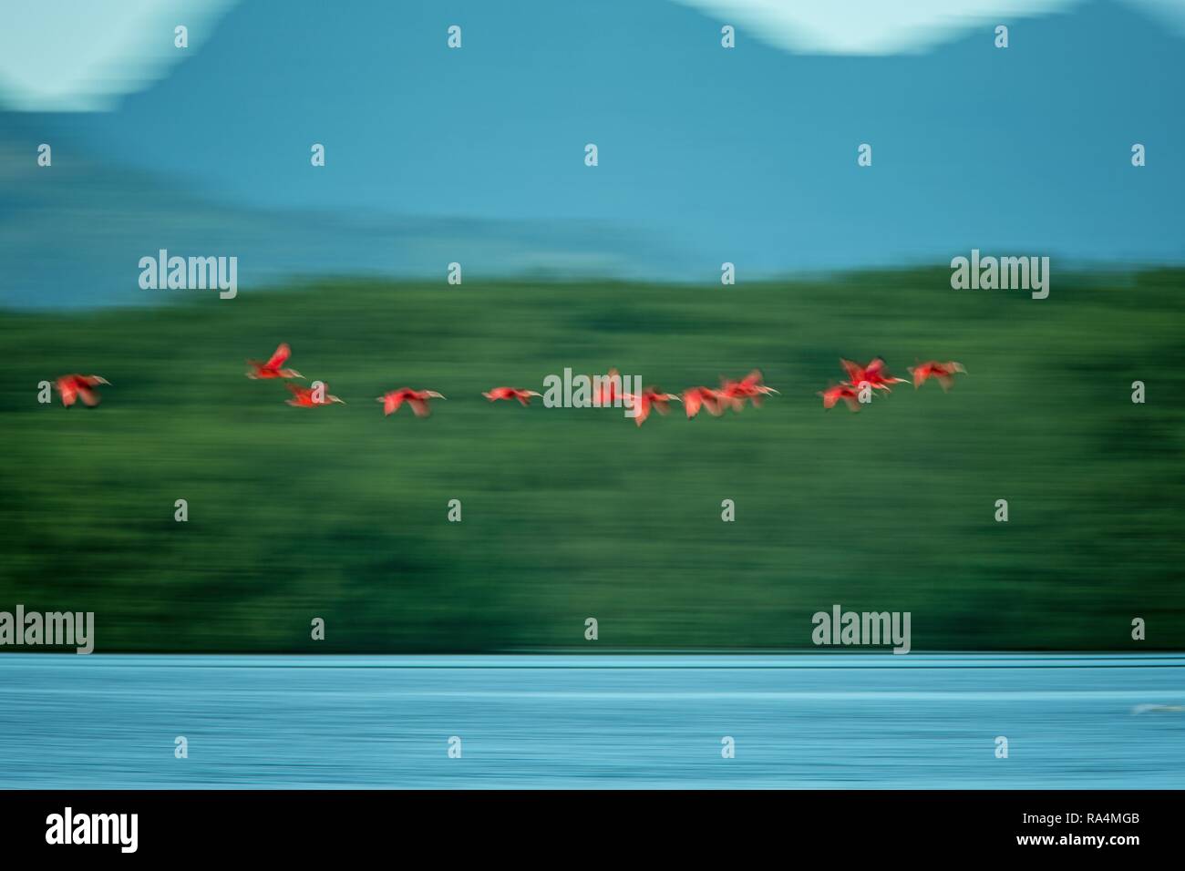 Large flock of Scarlet Ibis Eudocimus ruber returning to resting ...