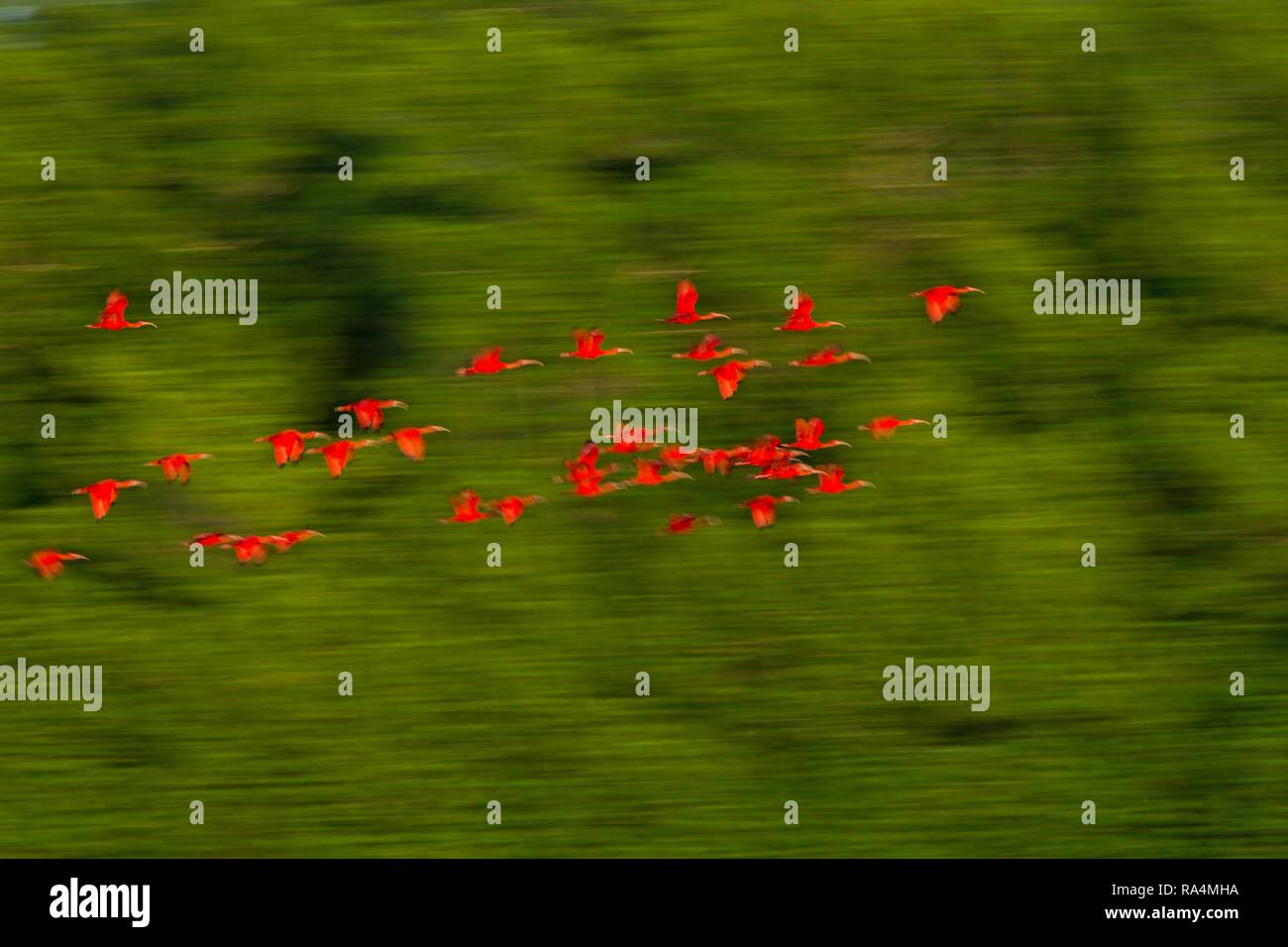 Large flock of Scarlet Ibis Eudocimus ruber returning to resting ...