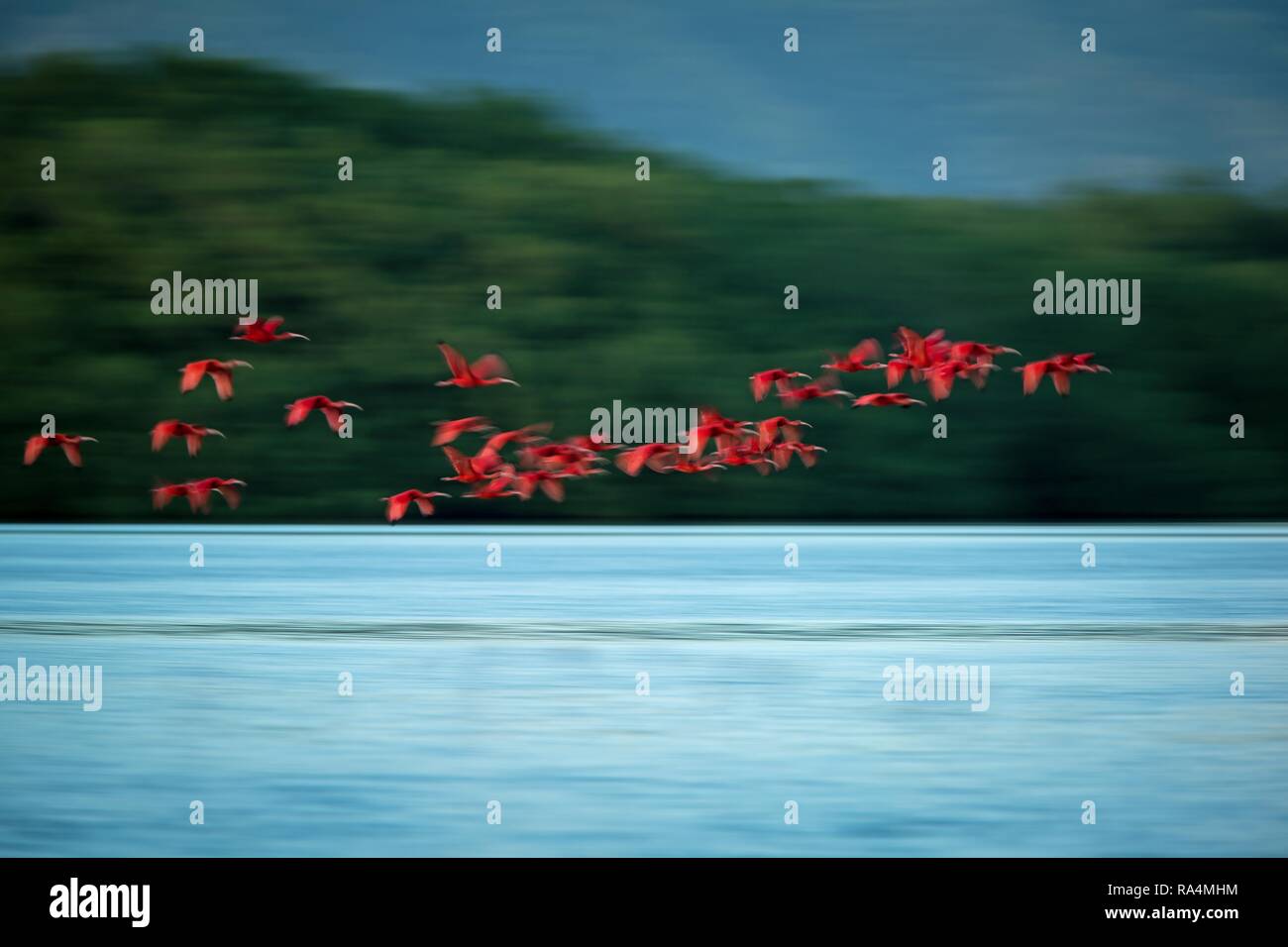 Large flock of Scarlet Ibis Eudocimus ruber returning to resting ...