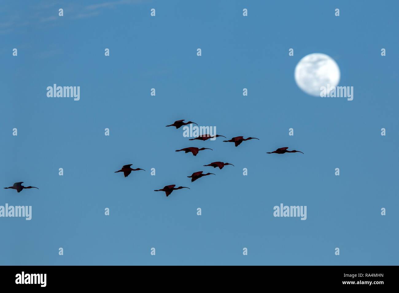 Large flock of Scarlet Ibis Eudocimus ruber returning to resting ...