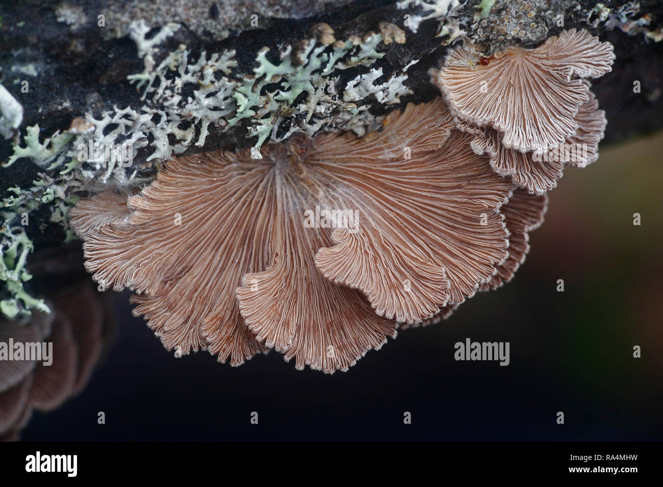 Split gill, Schizophyllum commune, studied for its immunomodulatory ...