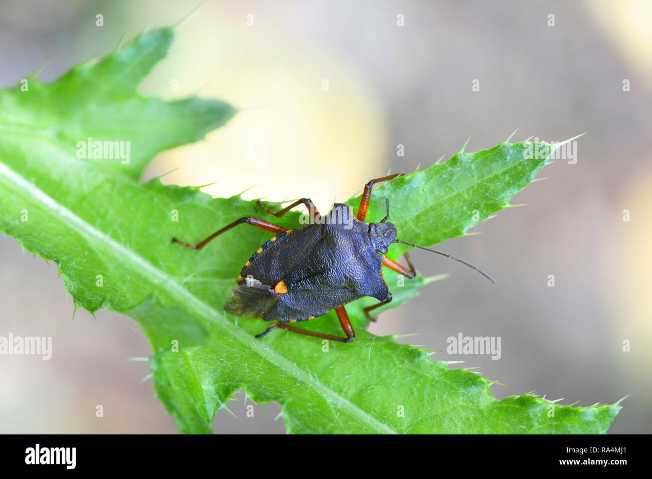 Red shield bug hi-res stock photography and images - Alamy