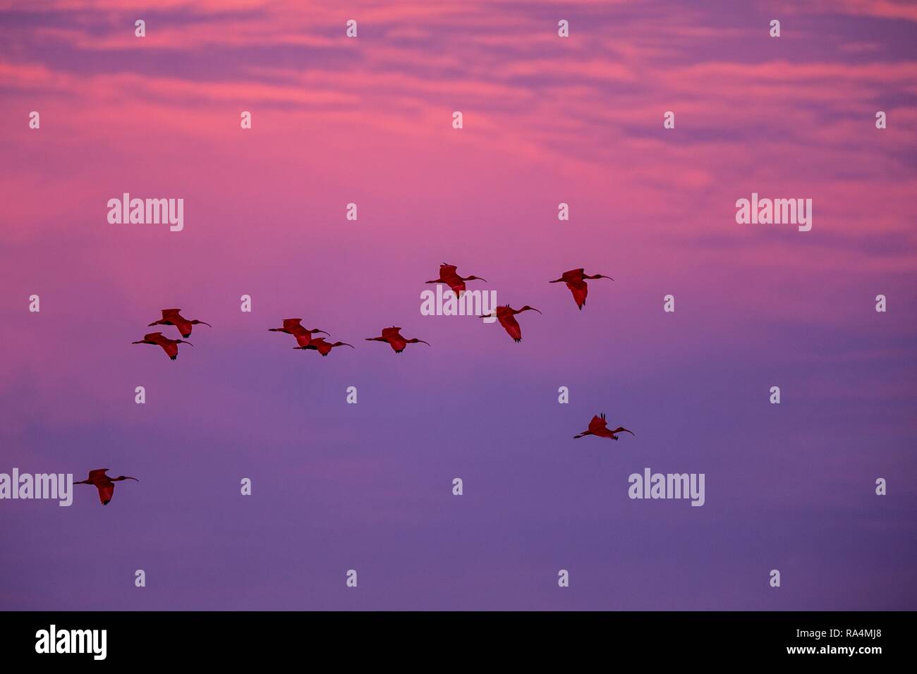 Sleeping ibis hi-res stock photography and images - Alamy