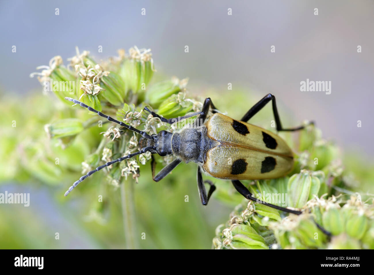 Longhorn beetle, Pachyta quadrimaculata Stock Photo - Alamy