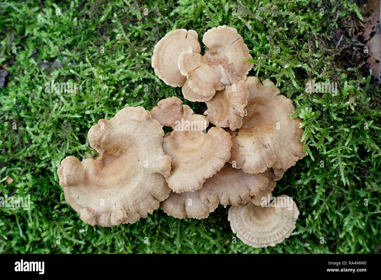 Panellus stipticus, commonly known as the bitter oyster, the astringent ...