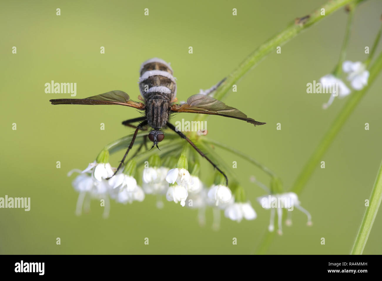 Parasitic fungus, Entomophthora muscae. turns fly into a zombie Stock ...