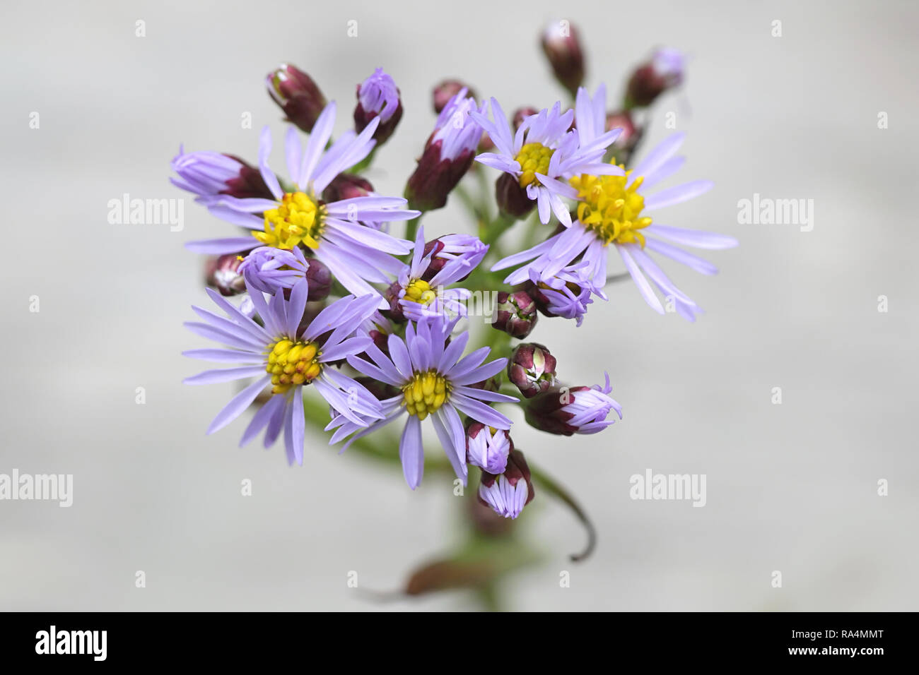 Sea aster or seashore aster, Tripolium pannonicum Stock Photo - Alamy