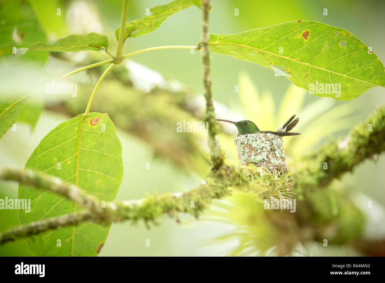Copper-rumped hummingbird (Amazilia tobaci) sitting on nest on branch ...