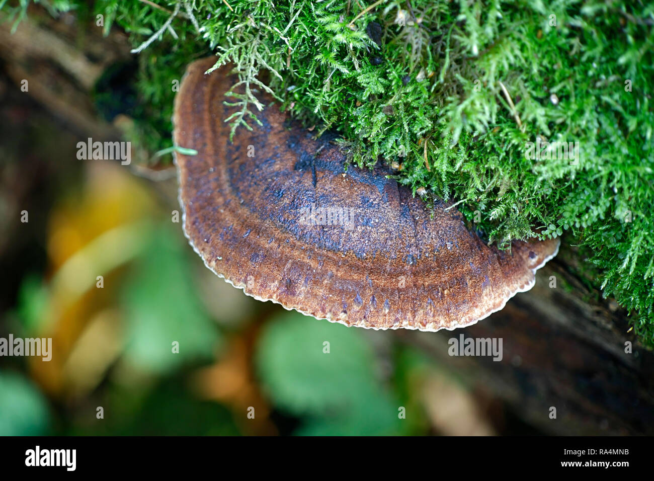 Benzoin bracket fungus, Ischnoderma benzoinum Stock Photo - Alamy