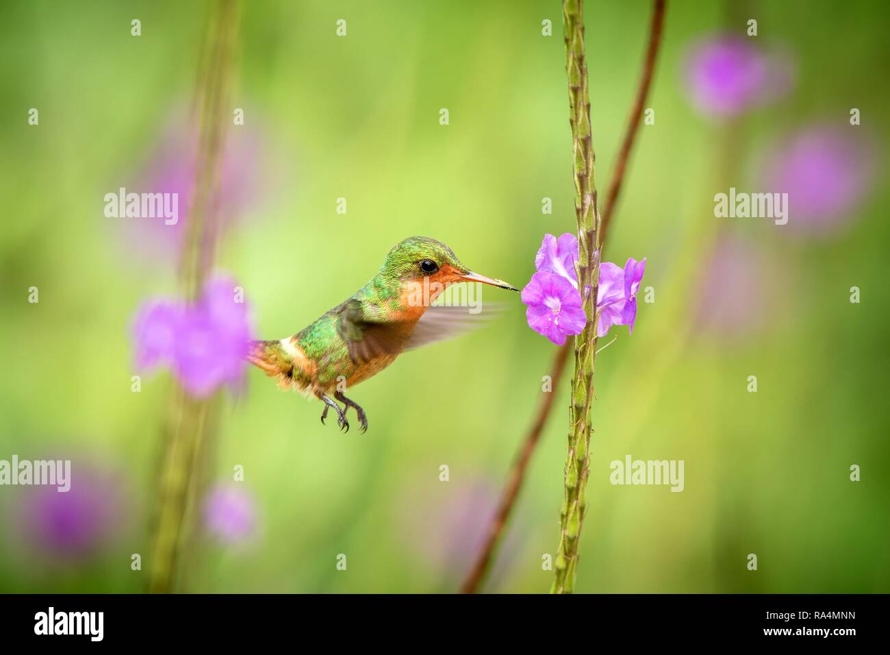 Tufted Coquette (Lophornis ornatus) hovering next to violet flower ...