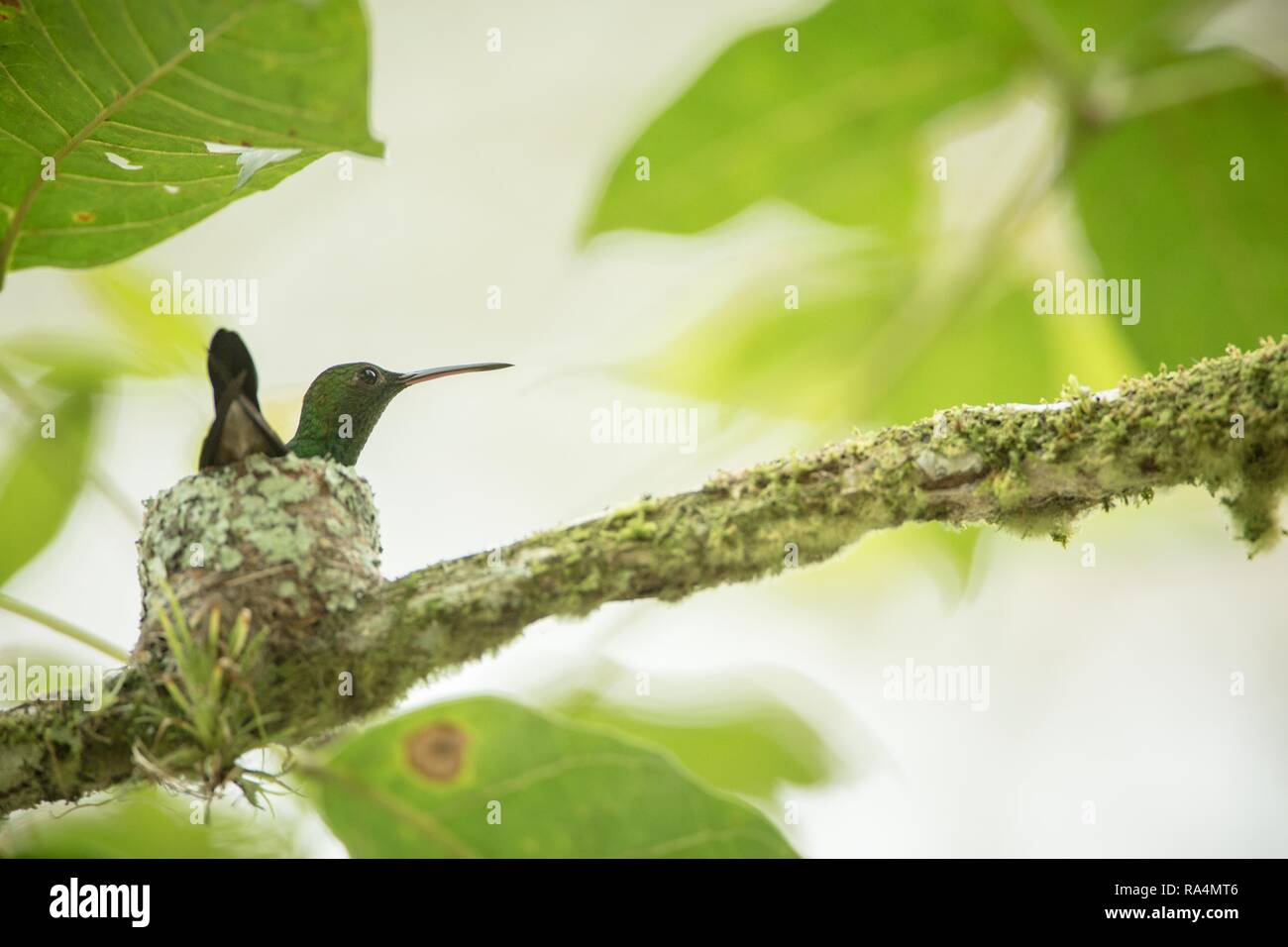 Copper-rumped hummingbird (Amazilia tobaci) sitting on nest on branch ...