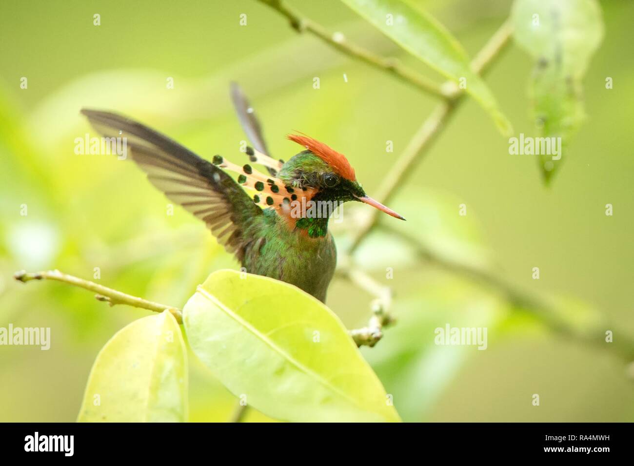 Tufted Coquette Hummingbird High Resolution Stock Photography and ...