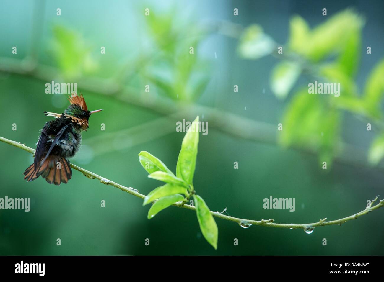 Tufted coquette hummingbird hi-res stock photography and images - Alamy