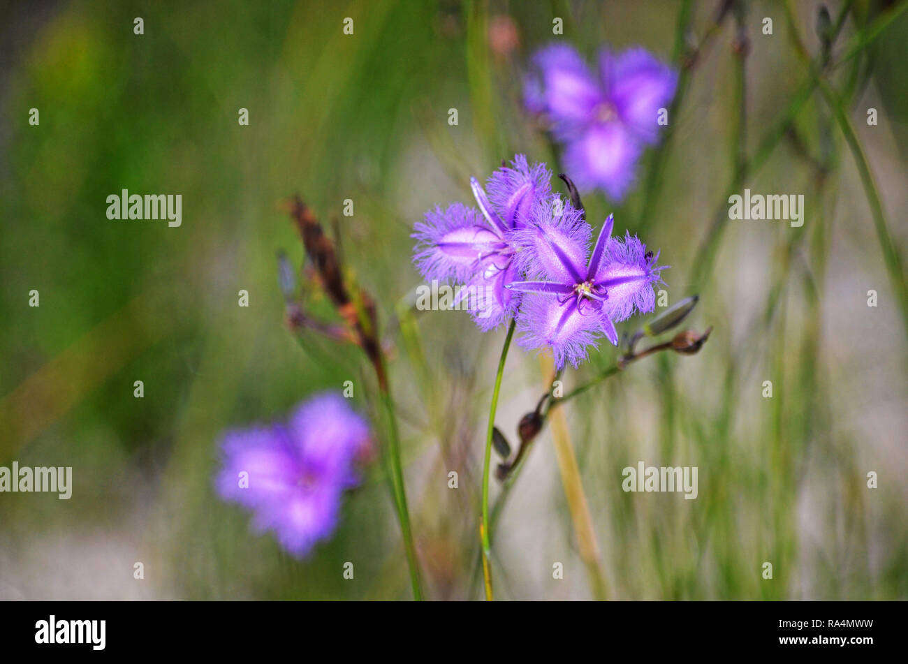 Australian native Common Fringe lilies, Thysanotus tuberosus, blooming ...