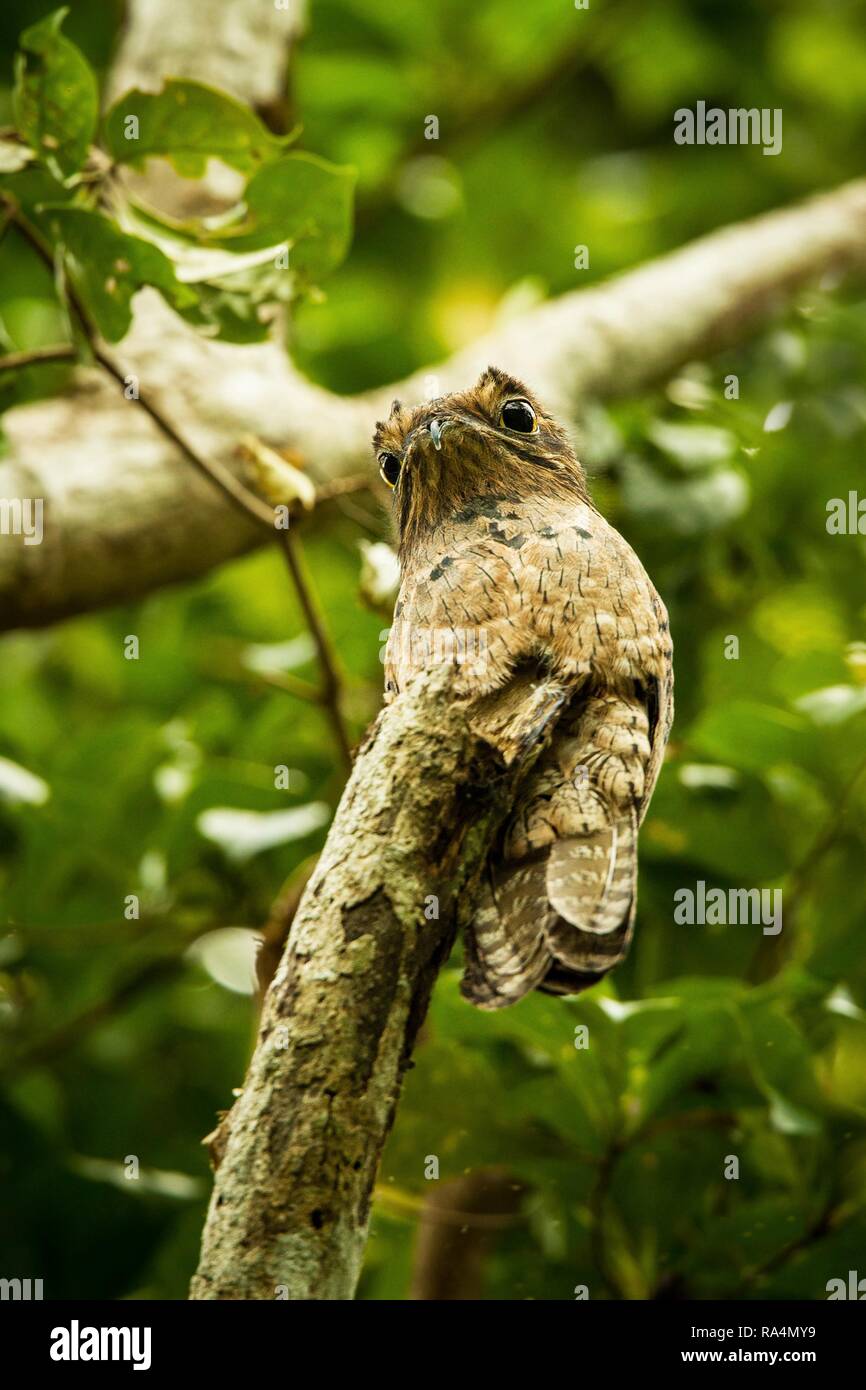 Potoo bird hi-res stock photography and images - Alamy